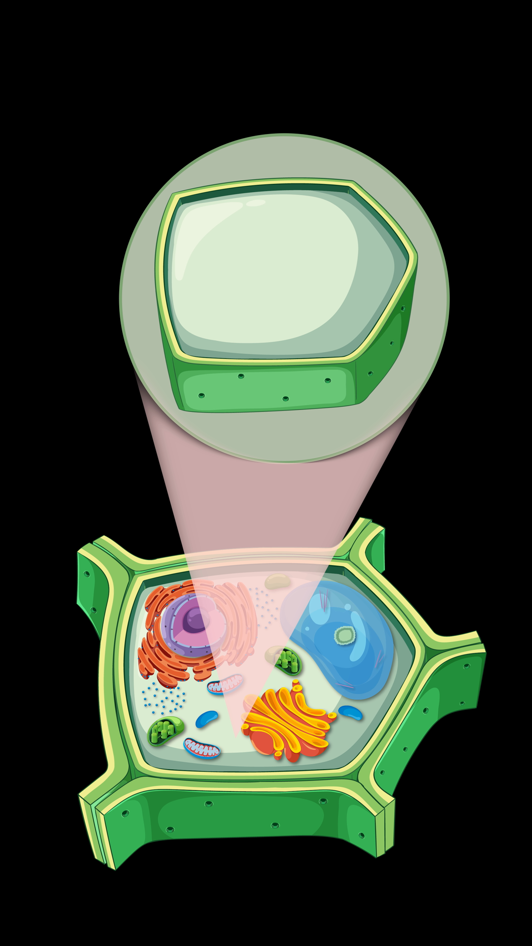 Detailed Animation Of Plant Cell Structure Stock Footage SBV-353054736 ...