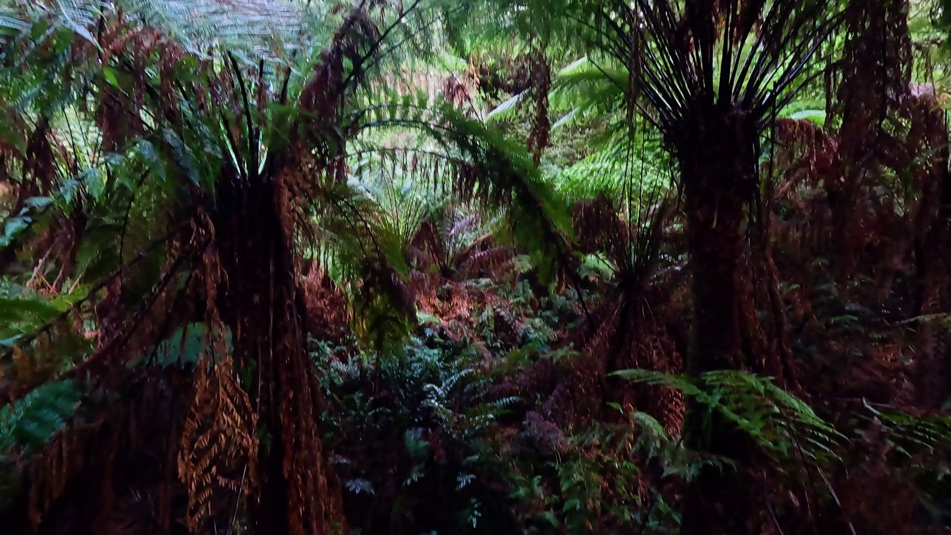 Rainforest Trail Walk In Melbourne Stock Footage SBV-352692924 ...