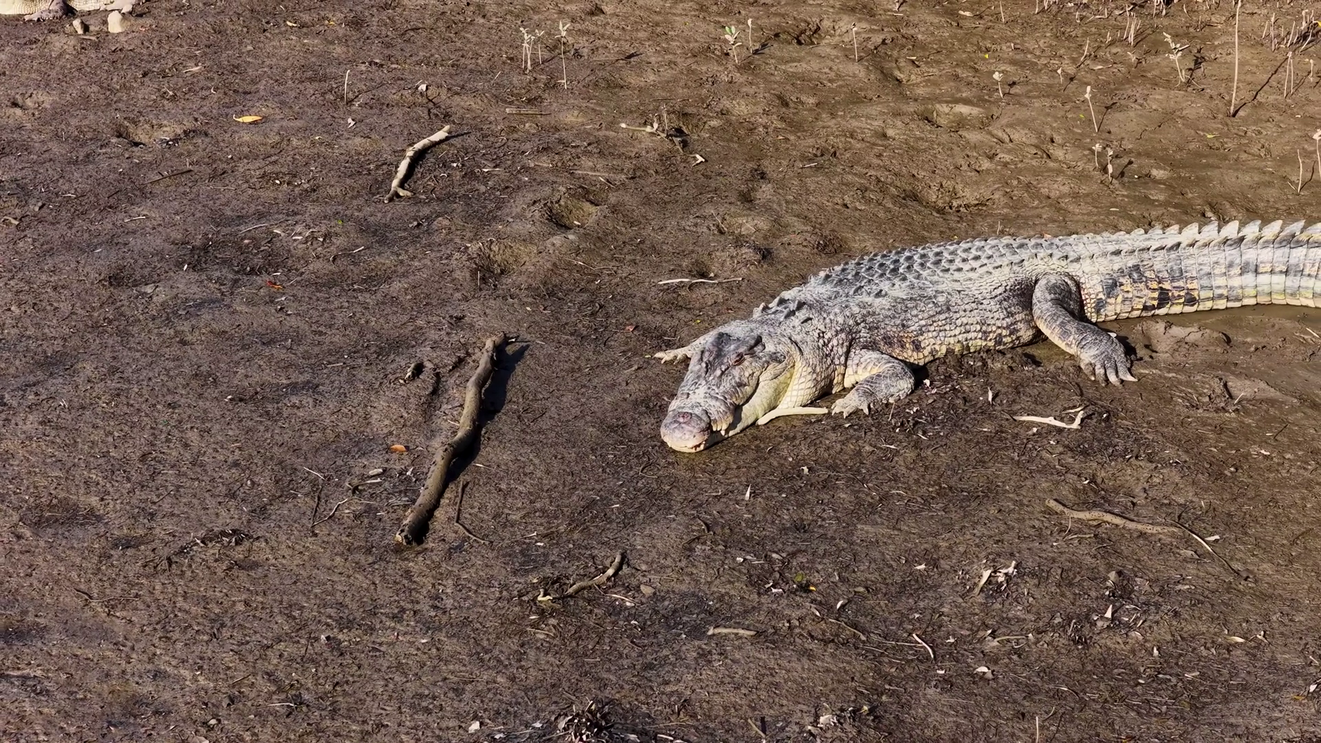 Saltwater Crocodile Resting On Muddy Stock Footage SBV-352448408 ...