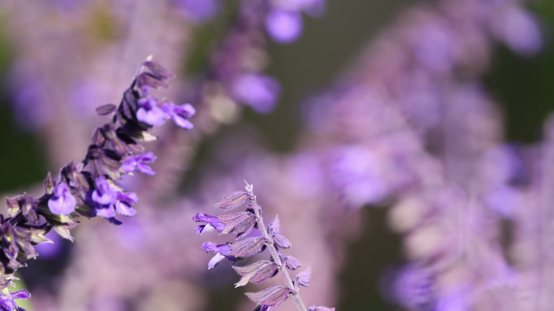 Lavender Flowers In Gentle Breeze Stock Footage SBV-352691887 - Storyblocks