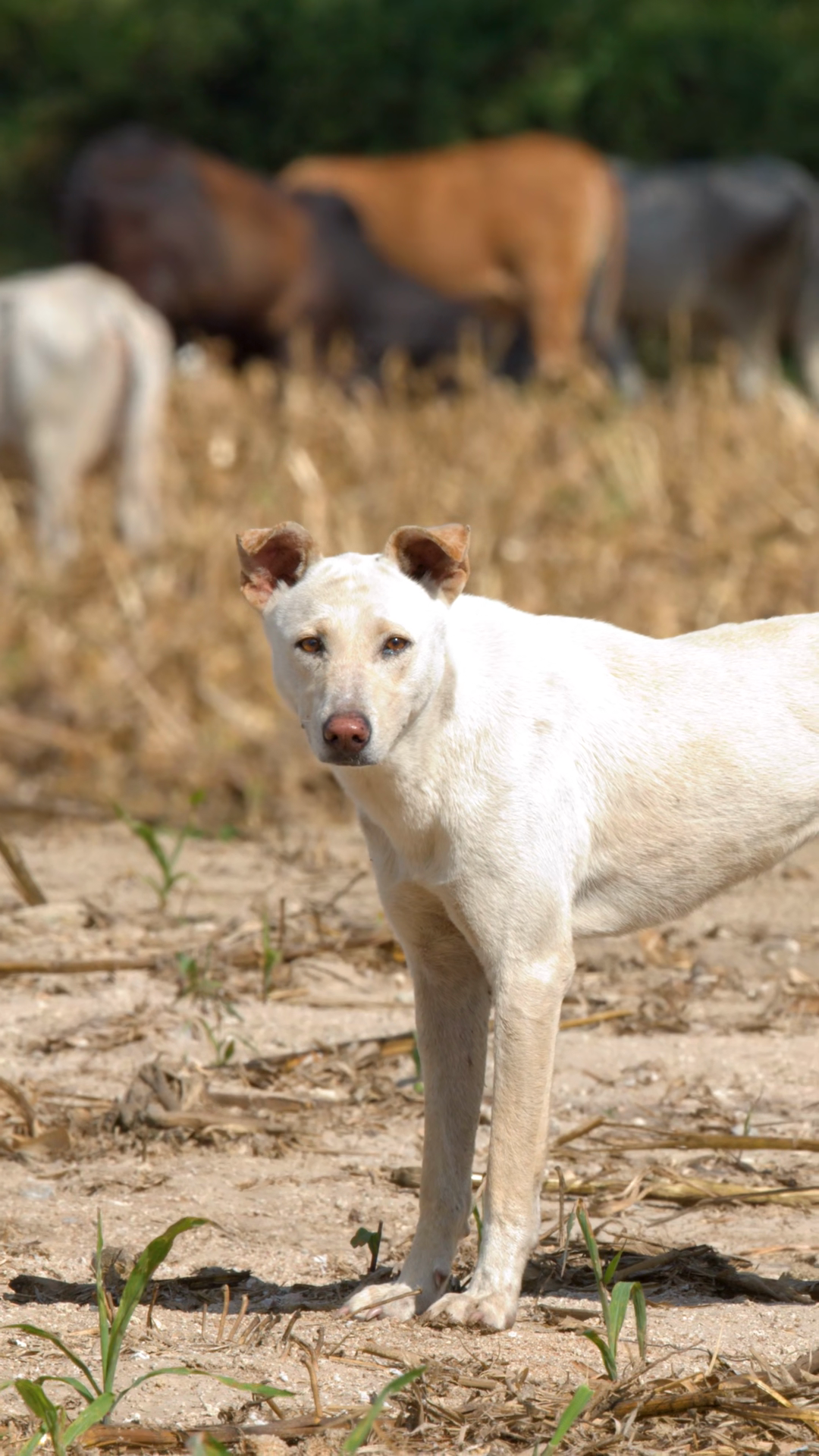 White Stray Dog Standing In Dry Farm Field Stock Footage SBV-353659554 ...