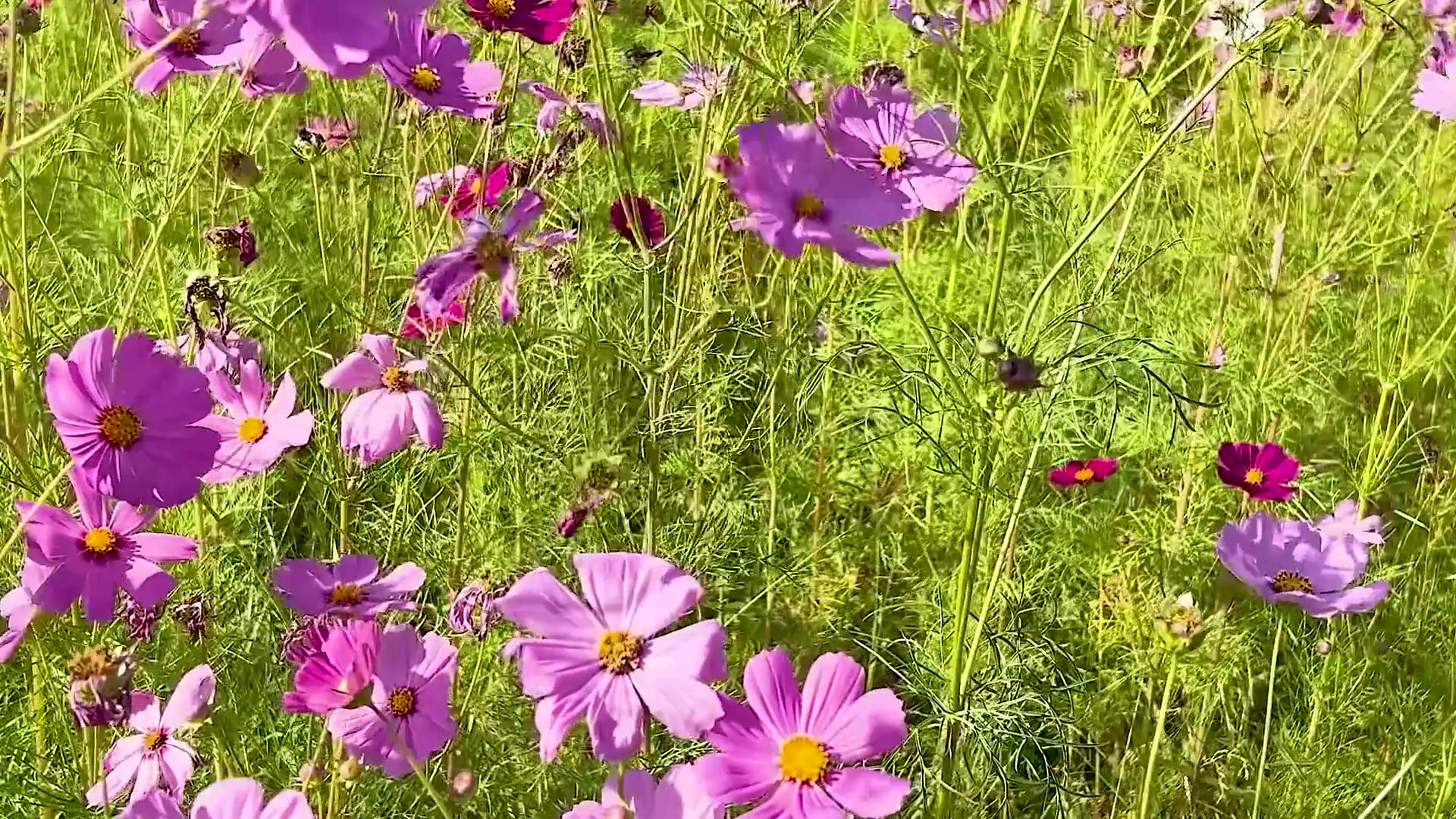 Purple Cosmos Blossoms In Lush Greenery Stock Footage SBV-353293294 ...