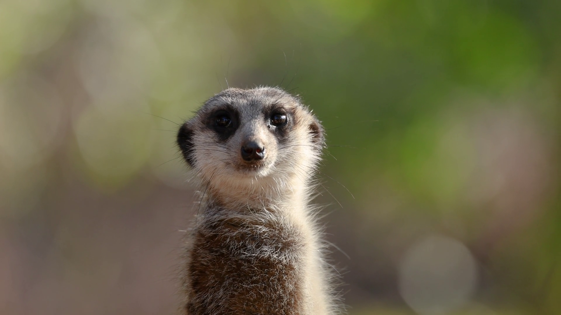 Meerkat Observing Surroundings At Australia Stock Footage SBV-352756729 ...