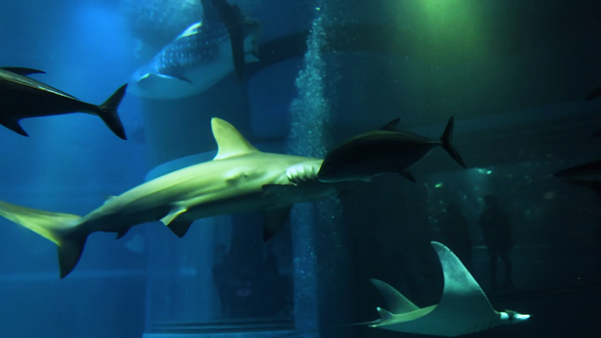 Hammerhead Sharks Swimming In Aquarium Stock Footage SBV-352314516 ...