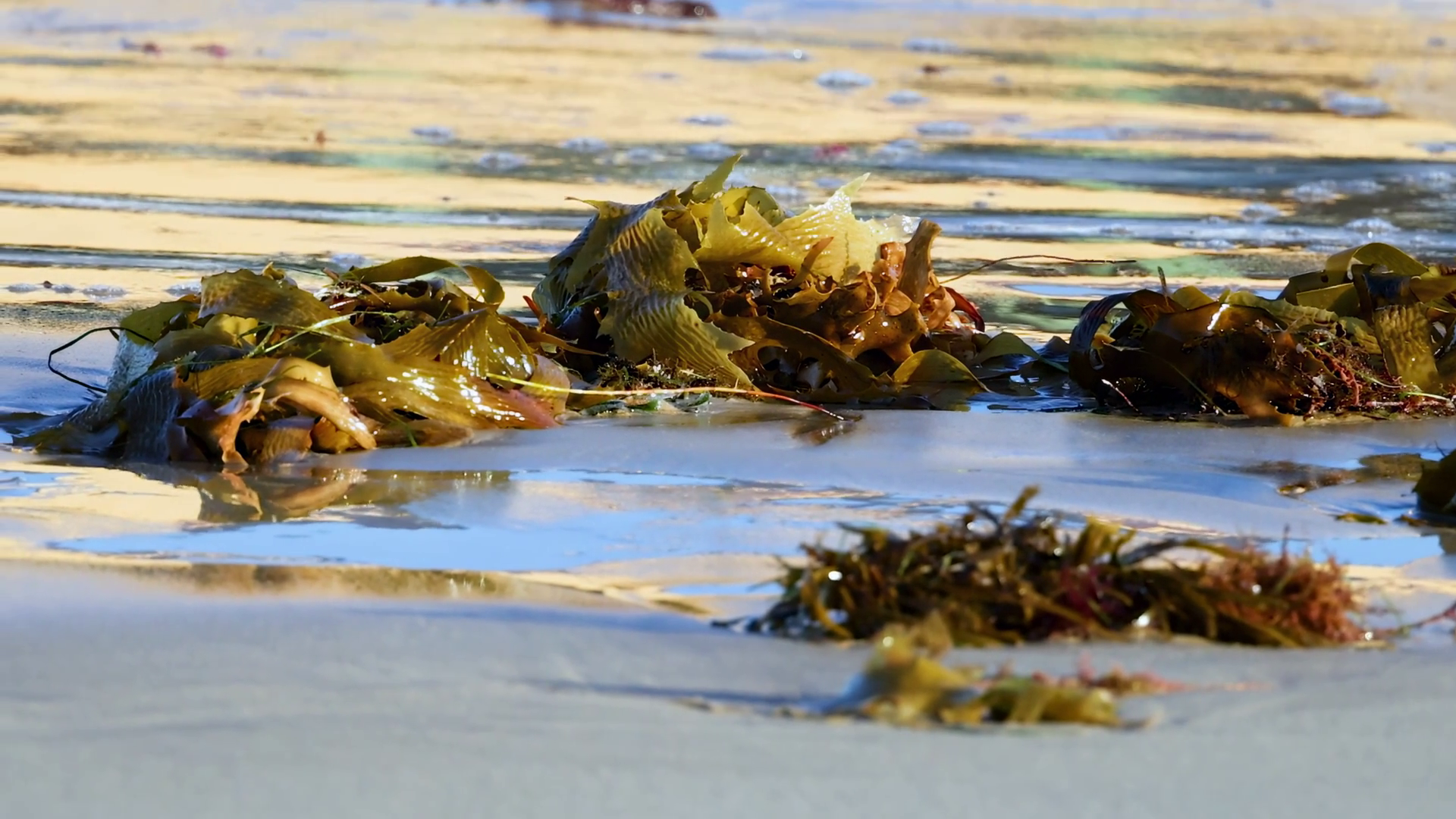 Seaweed Clusters On Sunlit Sandy Shore Stock Footage SBV-353450555 ...