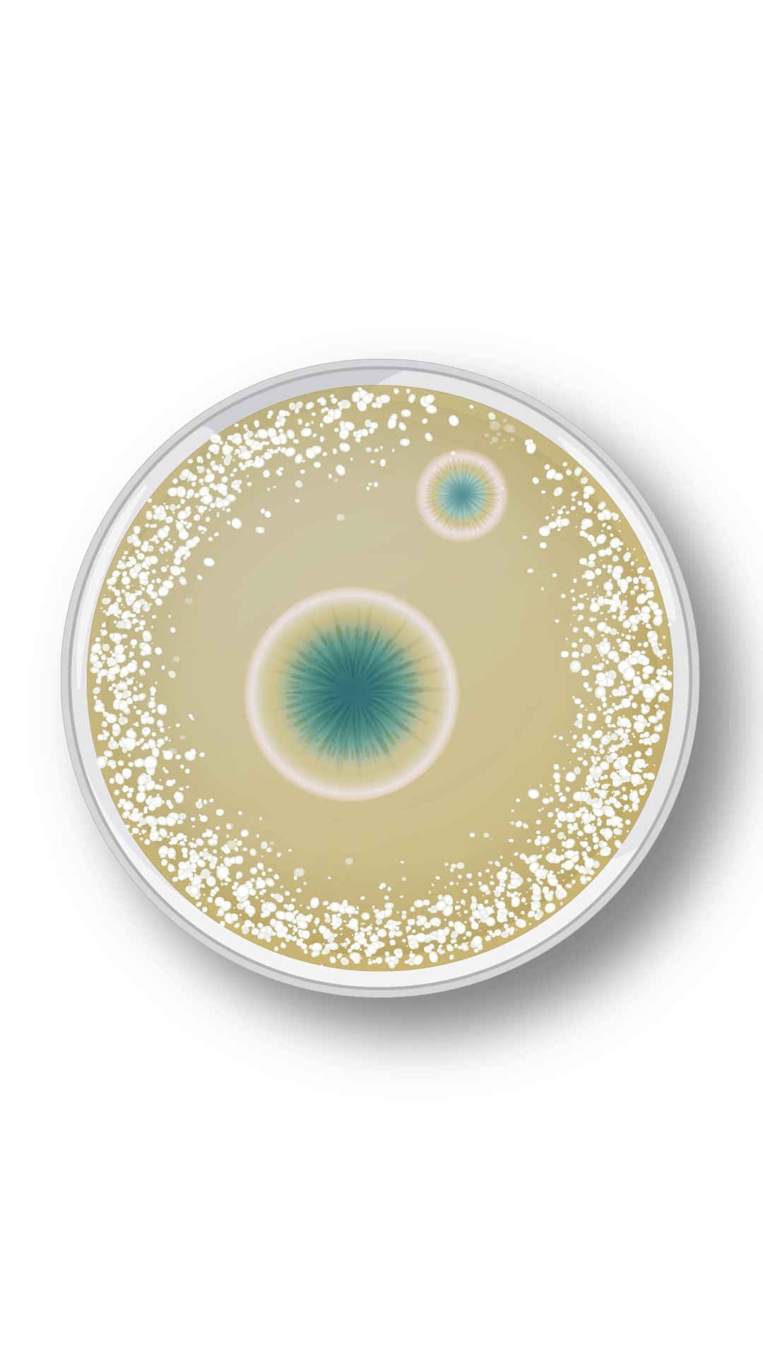 Time-lapse Growth Of Penicillin In Petri Dish Stock Footage SBV ...