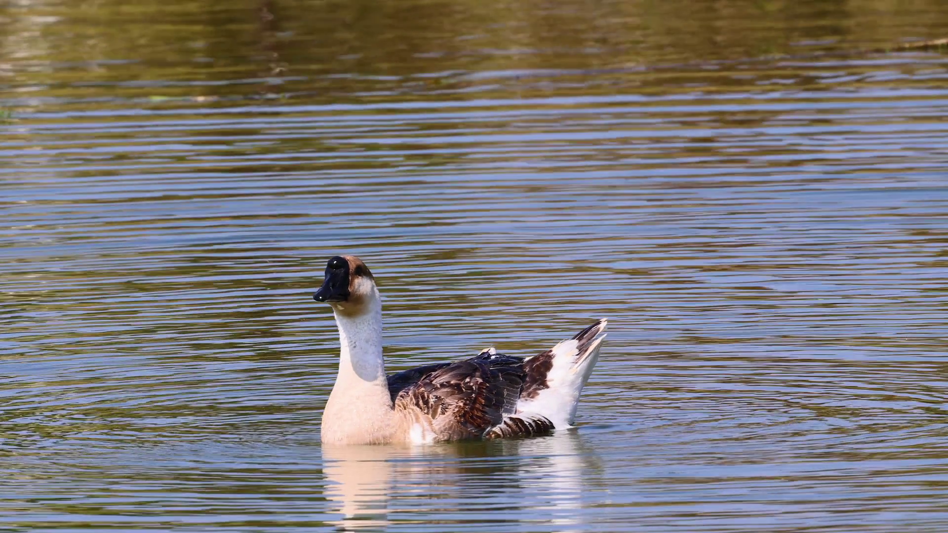 Goose Preening Swimming On Tranquil Pond In Stock Footage SBV-353195112 ...