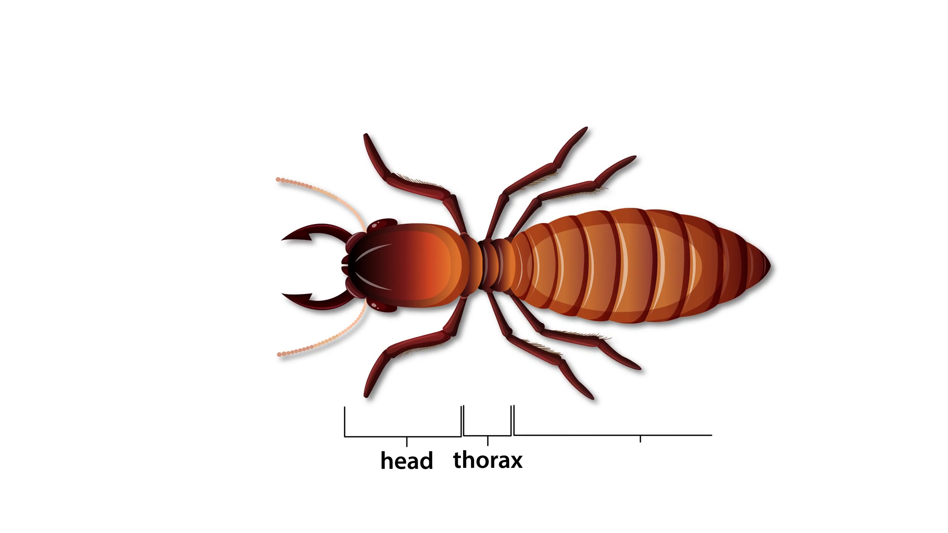 Anatomy Of Termite Stock Footage SBV-352803798 - Storyblocks