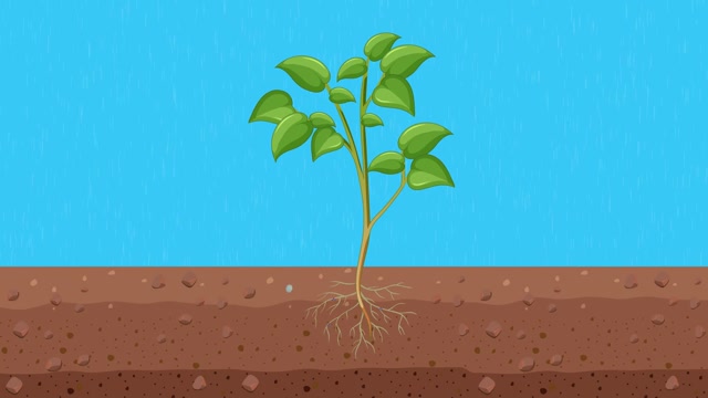 Roots Animation Stock Footage: Royalty-Free Video Clips - Storyblocks