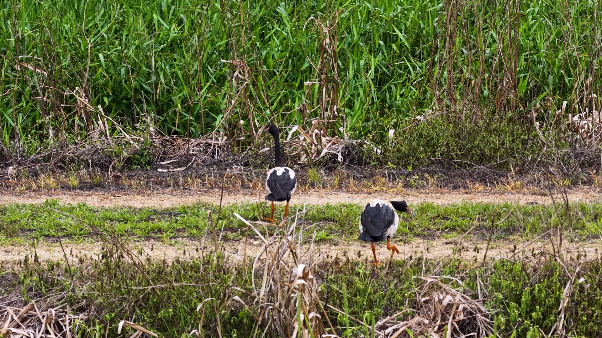 Wild Ducks Walking Along Rainforest Edge In Stock Footage SBV-352484856 ...