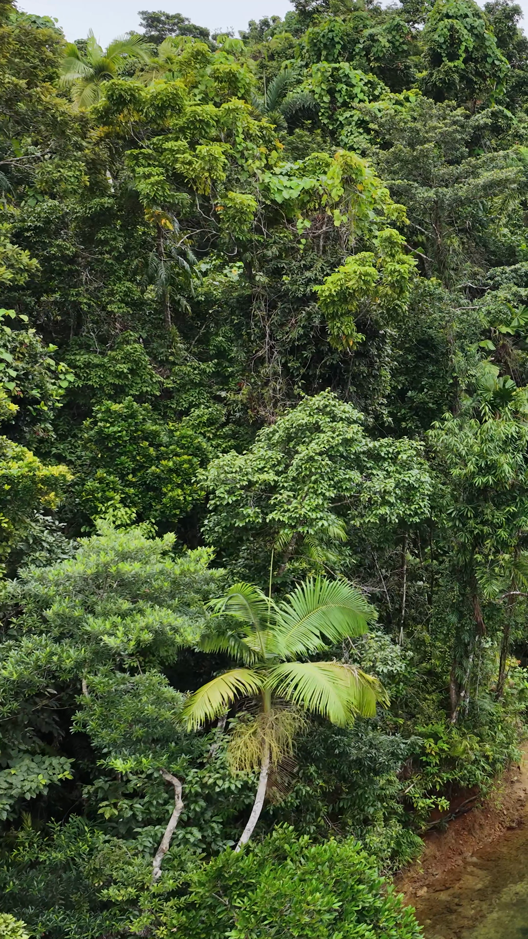 Lush Canopy Of Daintree Rainforest In Port Stock Footage SBV-353069804 ...