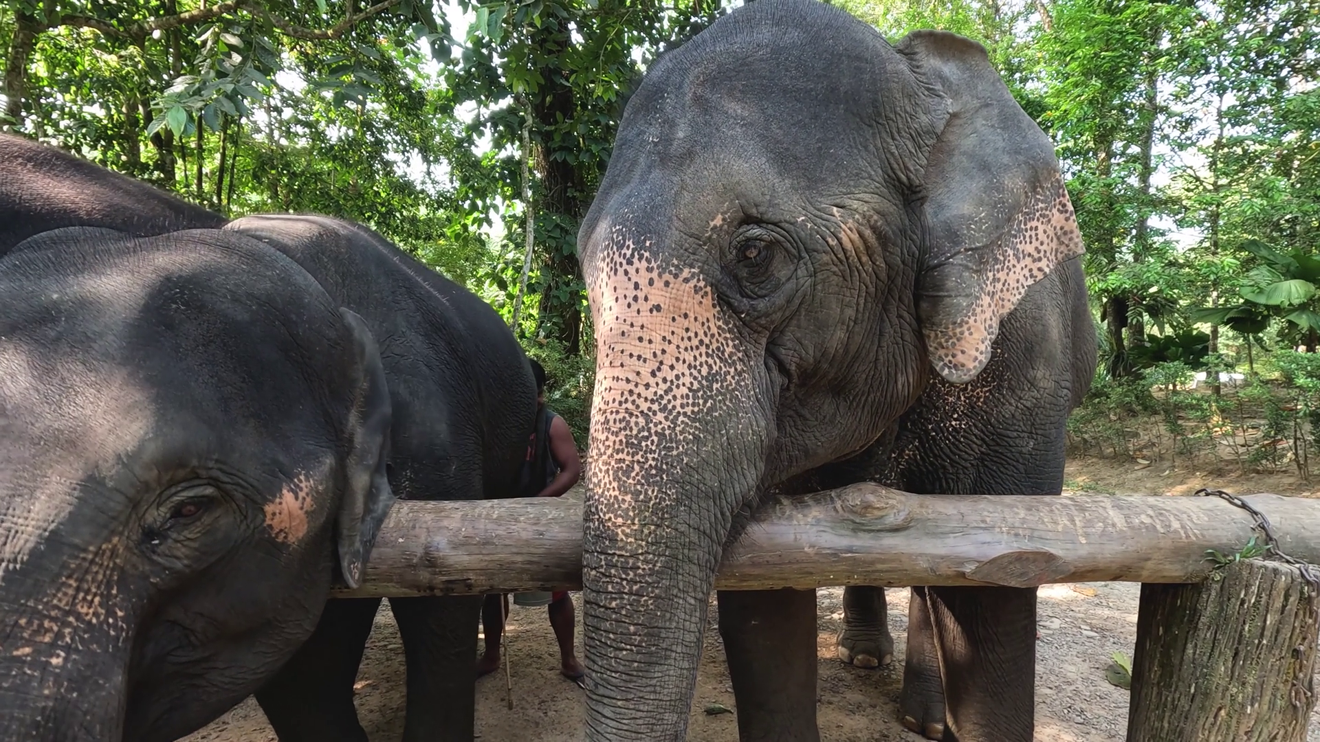 Elephants Interacting At Fence Stock Footage SBV-352997036 - Storyblocks