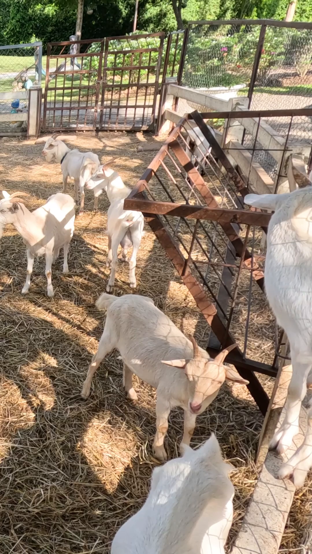 Playful Goats Frolicking In Pen Stock Footage SBV-353329365 - Storyblocks