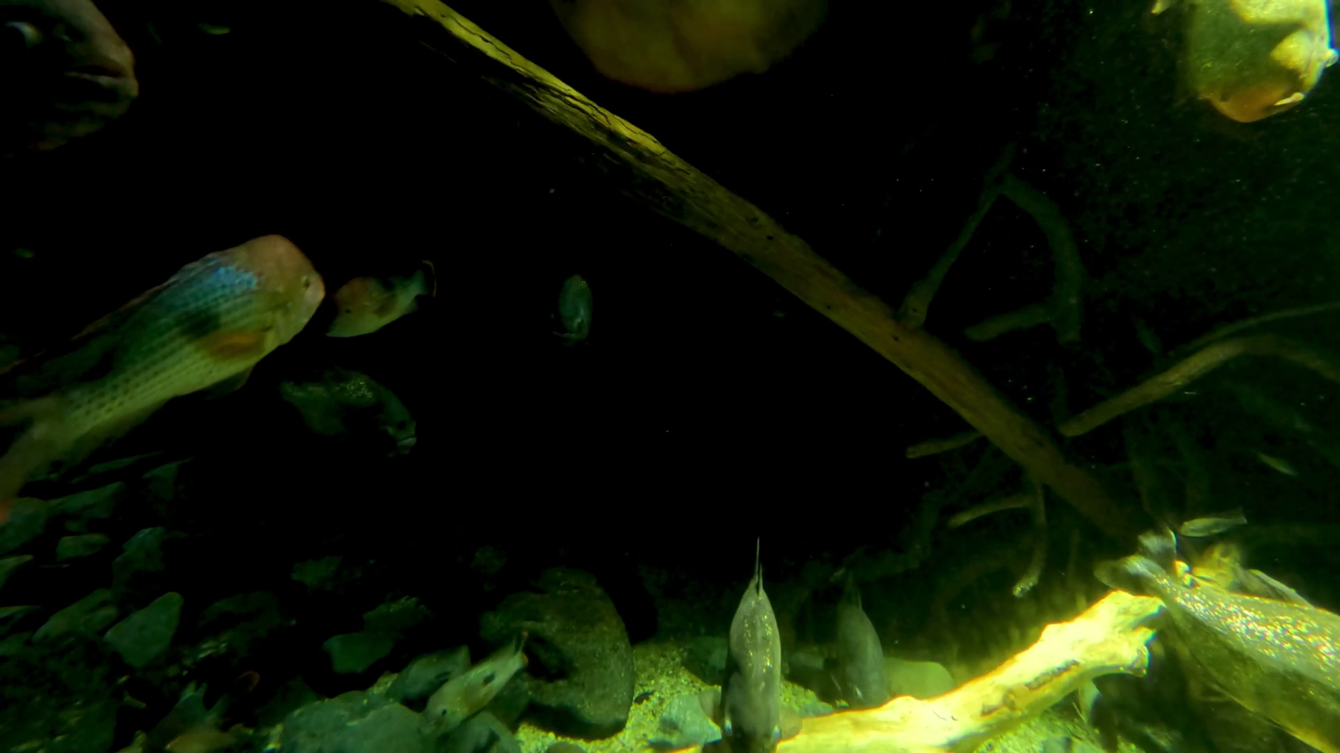 Aquatic Life In Fish Tank Stock Footage SBV-352300284 - Storyblocks