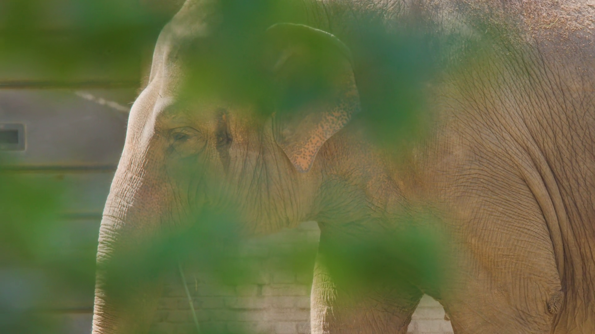 Asian Elephant Walking Along Brick Wall In Stock Footage SBV-352655775 ...