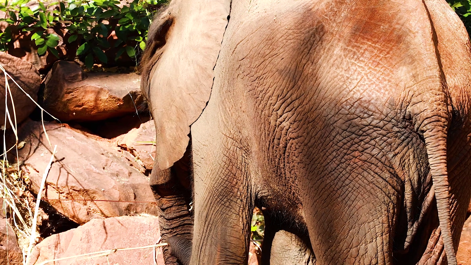 Elephant At Korat Zoo In Thailand Stock Footage SBV-352413125 - Storyblocks