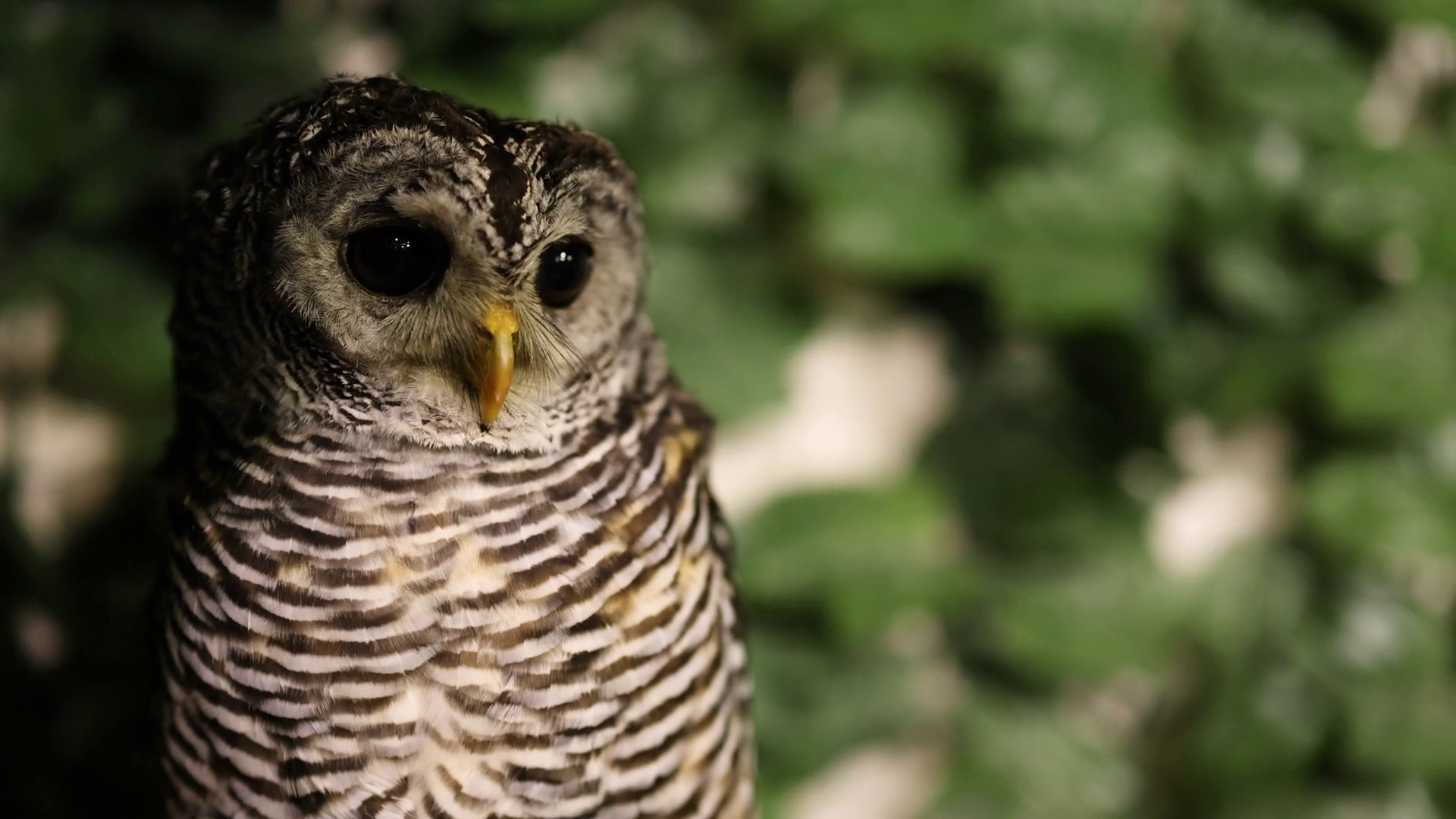Observing Owl's Expressive Movements Stock Footage SBV-352717554 ...