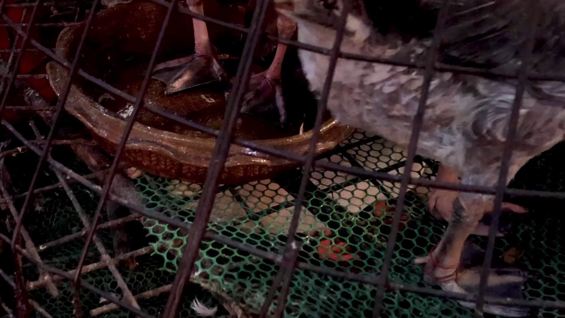 Geese In Cage At Wet Market Stock Footage SBV-353293115 - Storyblocks