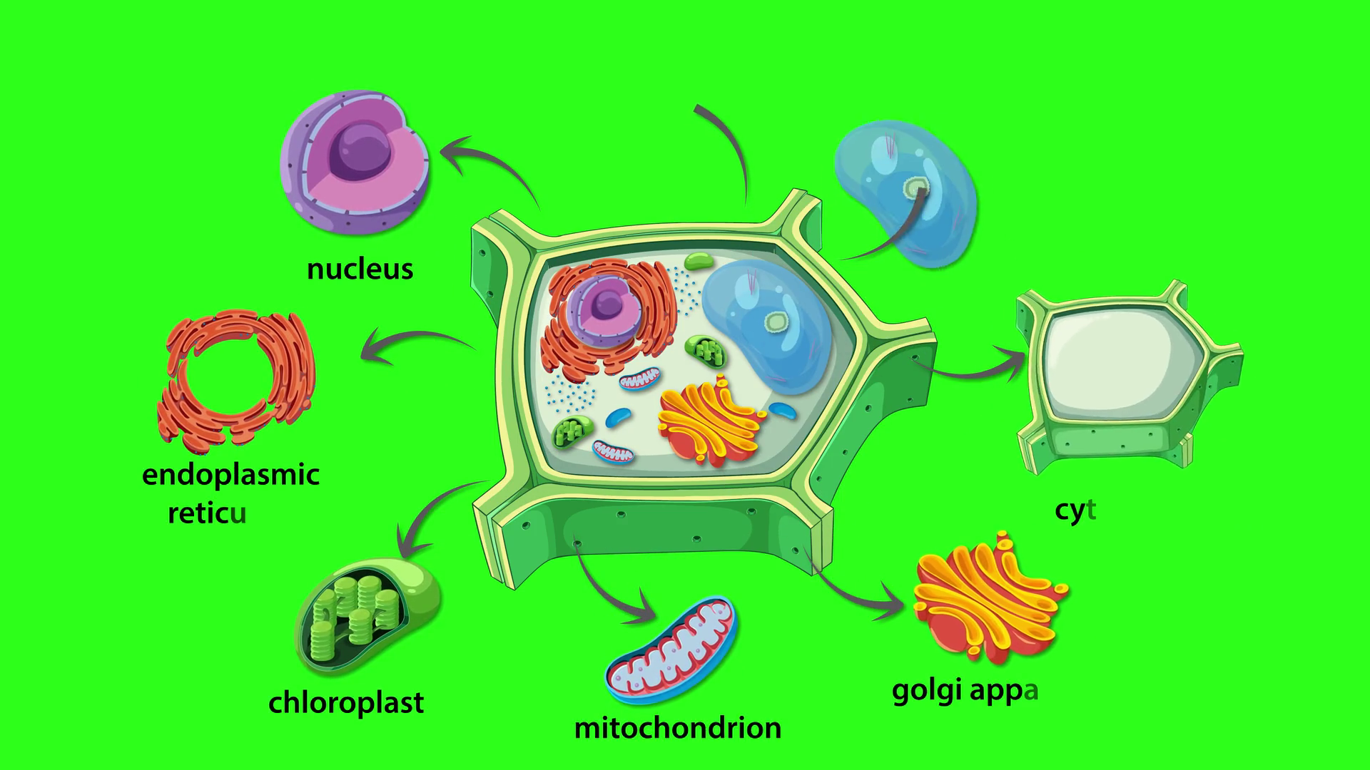 Detailed Animation Of Plant Cell Anatomy Stock Footage SBV-352535311 ...