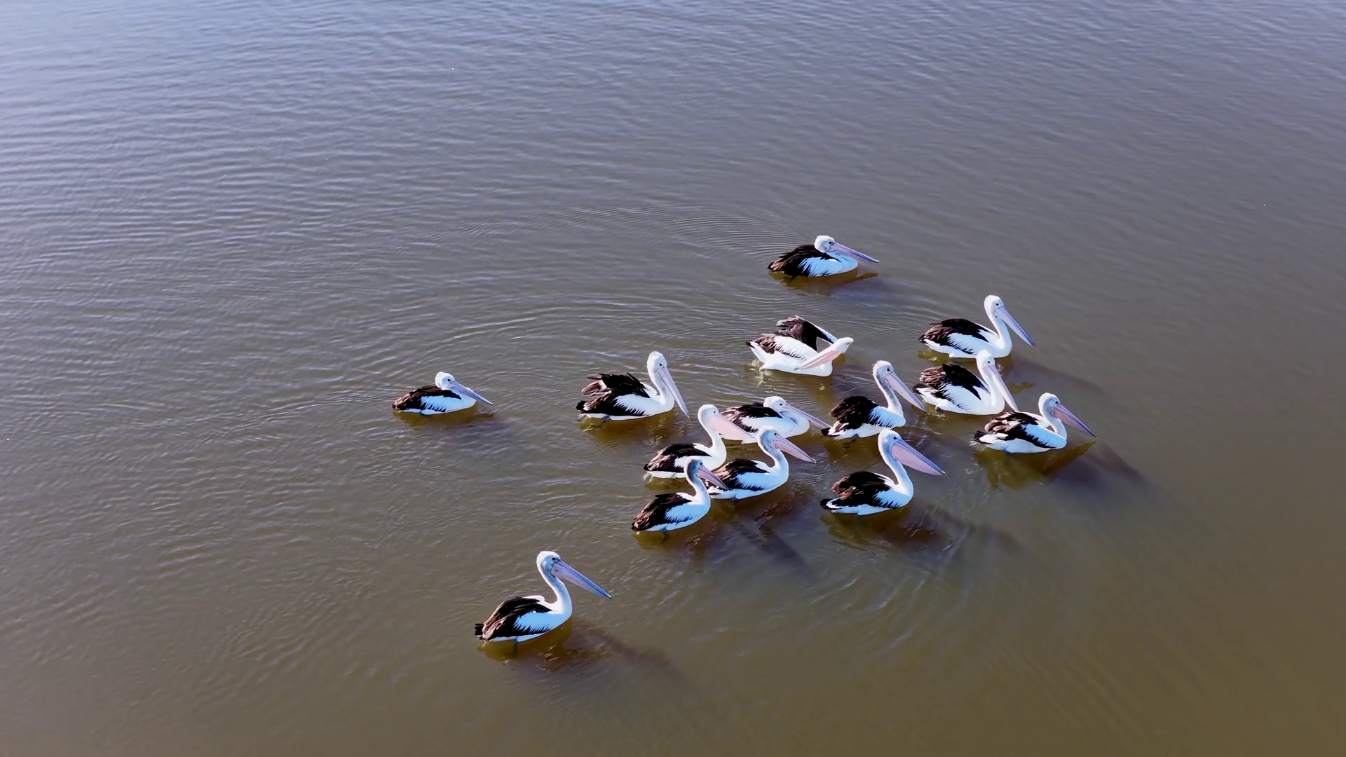 Pelicans Gathering On Calm Lake Surface Stock Footage SBV-352587042 ...
