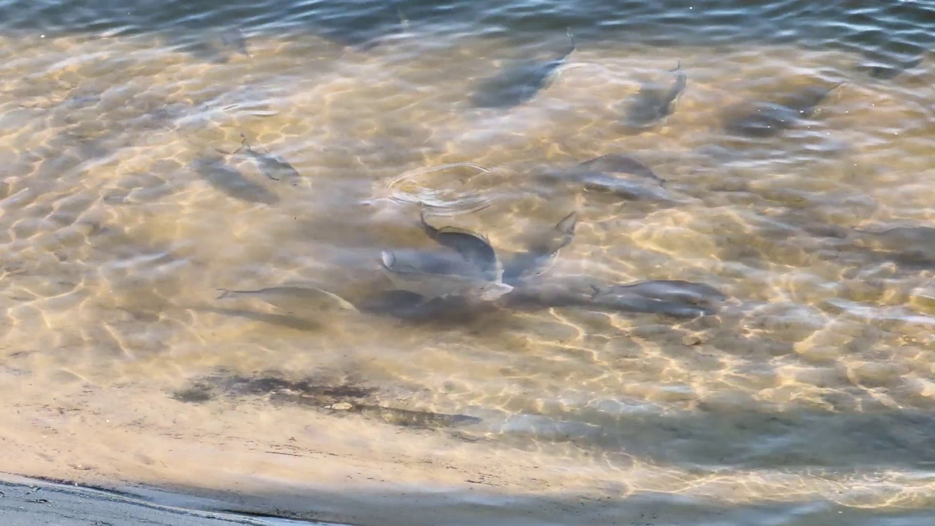 Bream Bass Feeding Frenzy In Shallow Beach Stock Footage SBV-353017634 ...
