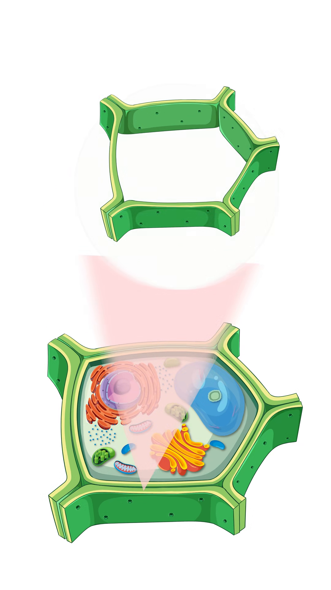 Detailed Animation Of Plant Cell Structure Stock Footage SBV-353505117 ...