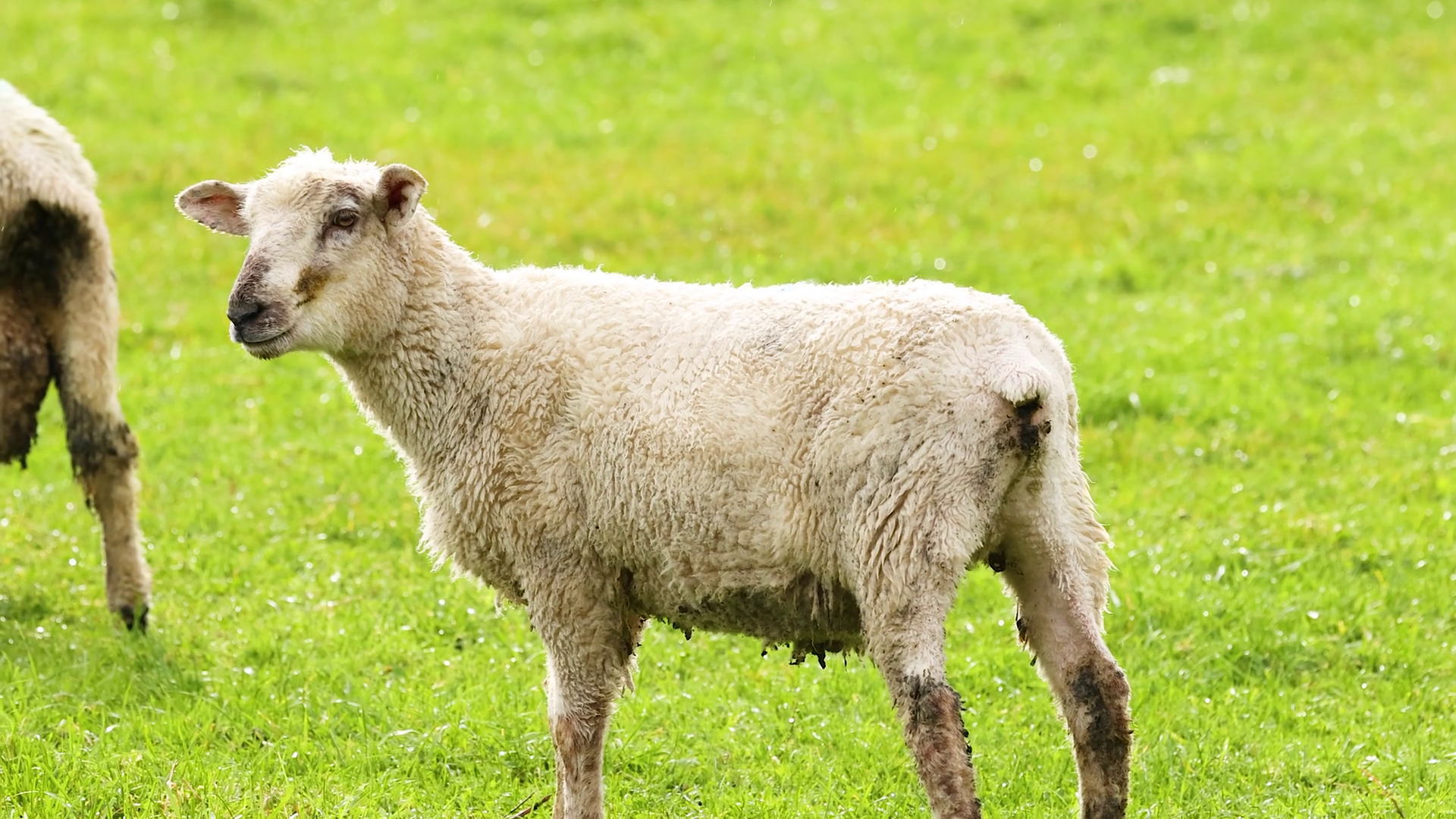 Devon Closewool Sheep Grazing In Wanaka Field Stock Footage SBV ...