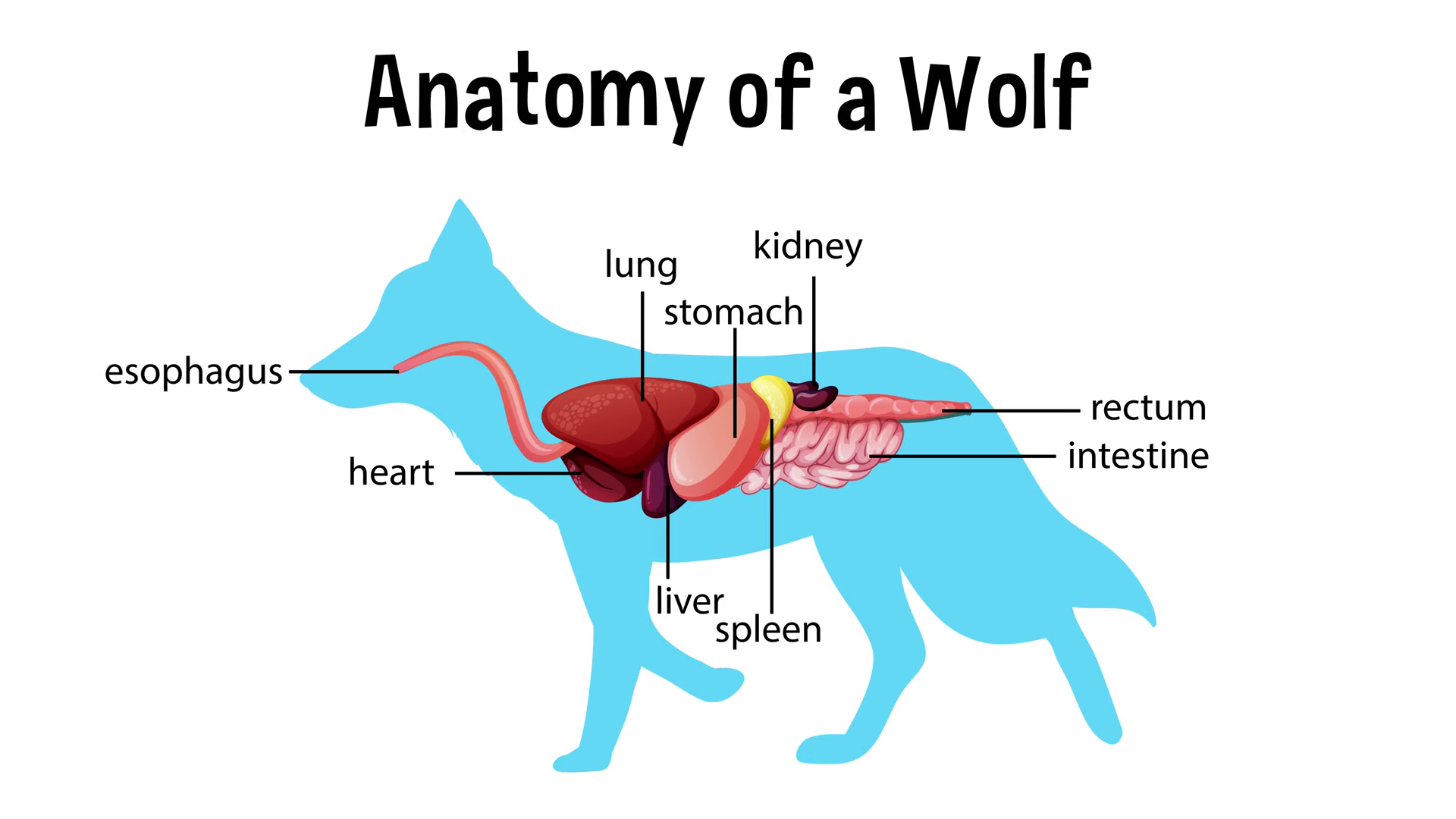 Anatomy Of Wolf Animation Stock Motion Graphics SBV-352473804 - Storyblocks