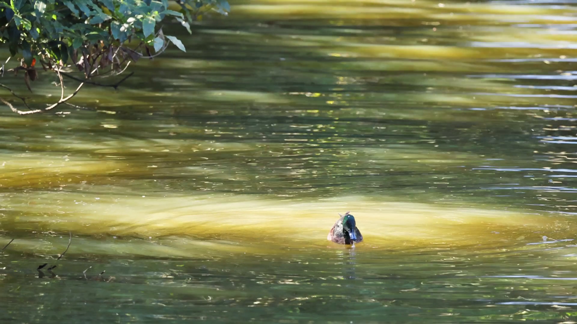 Duck Swimming In Melbourne Zoo Pond Stock Footage SBV-352731957 ...