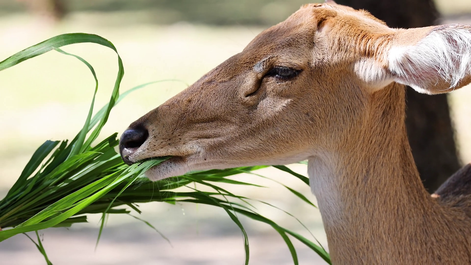 Antelope Feeding At Khao Kheow Zoo Stock Footage SBV-352969568 ...