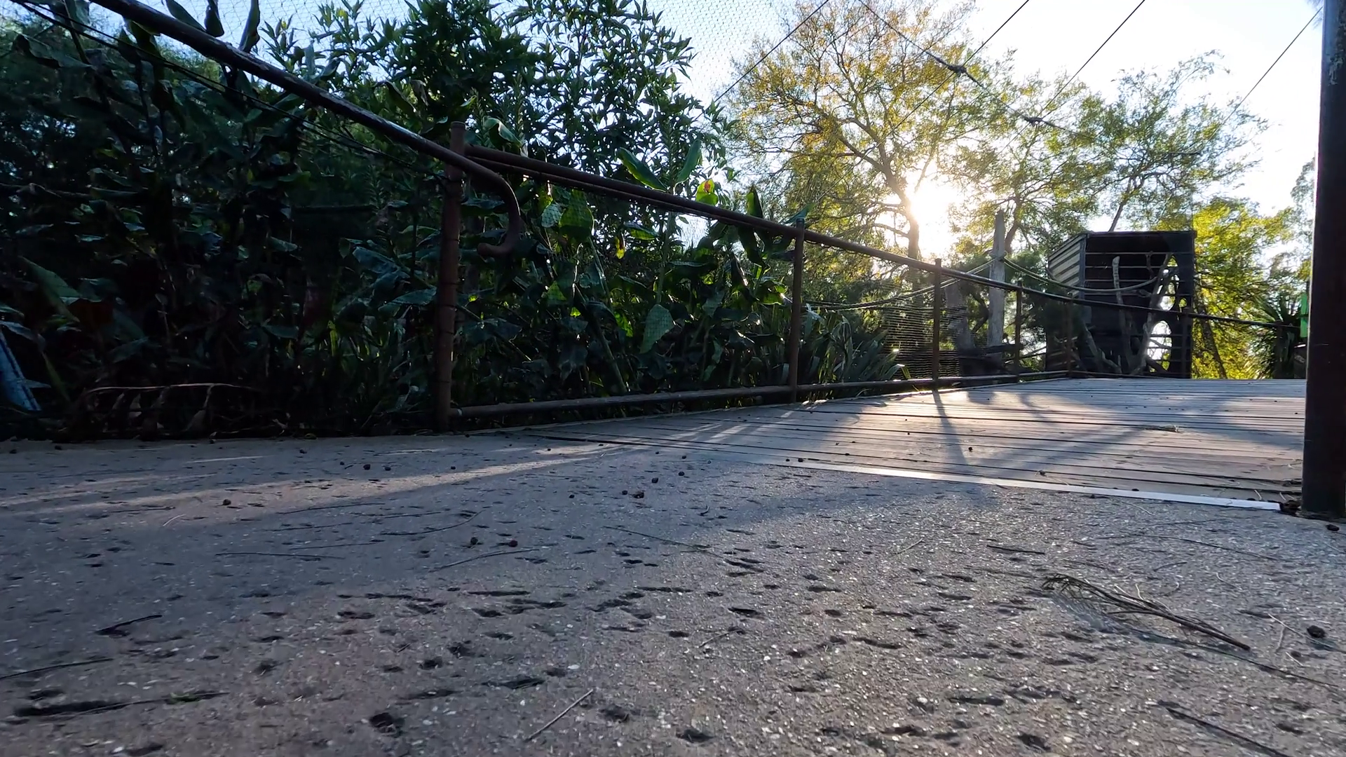 Morning Walk Through Zoo Pathway Stock Footage SBV-352392248 - Storyblocks