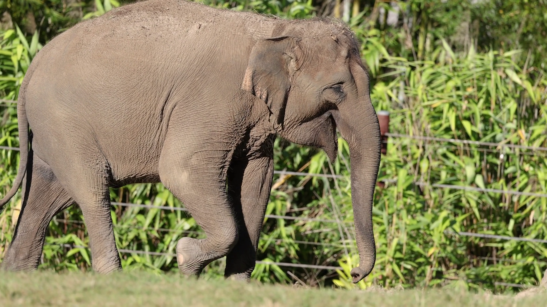 Asian Elephant Walking At Australia Zoo Stock Footage SBV-352539979 ...