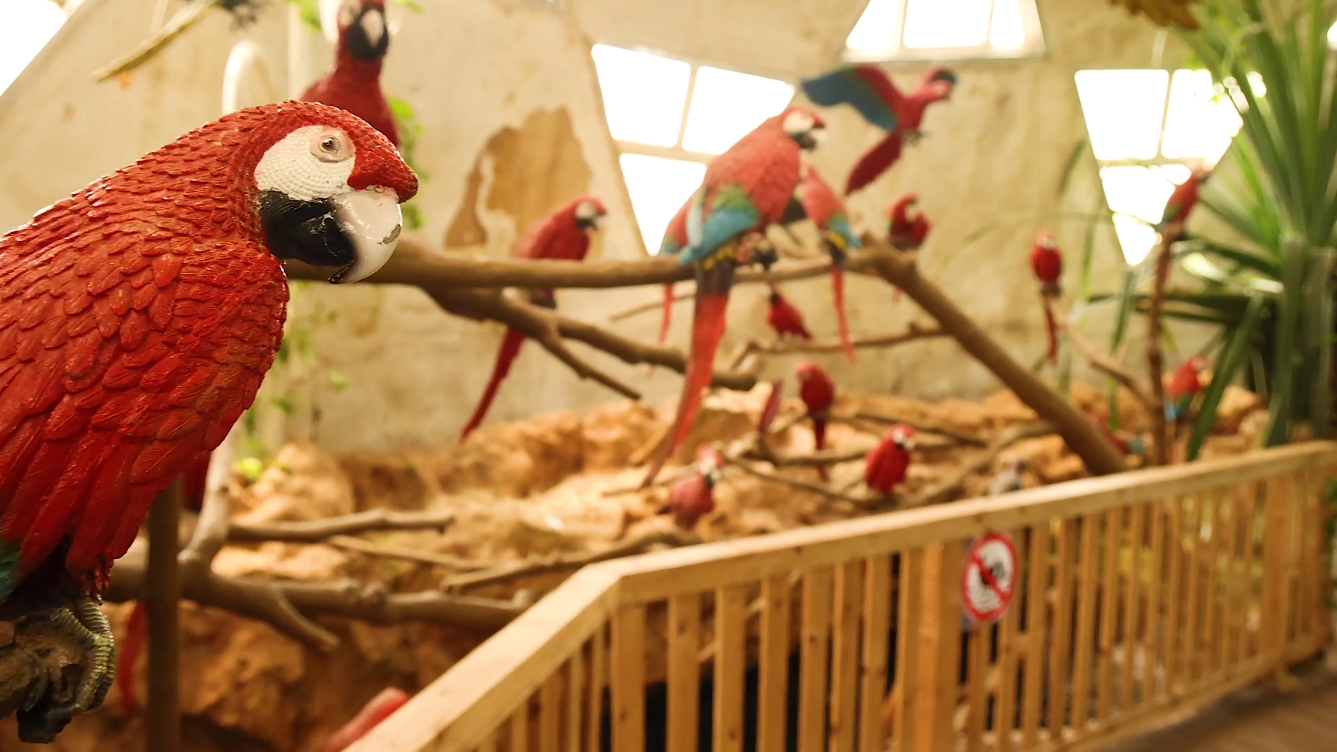 Colorful Parrots In Dubai Aviary Stock Footage SBV-352998787 - Storyblocks