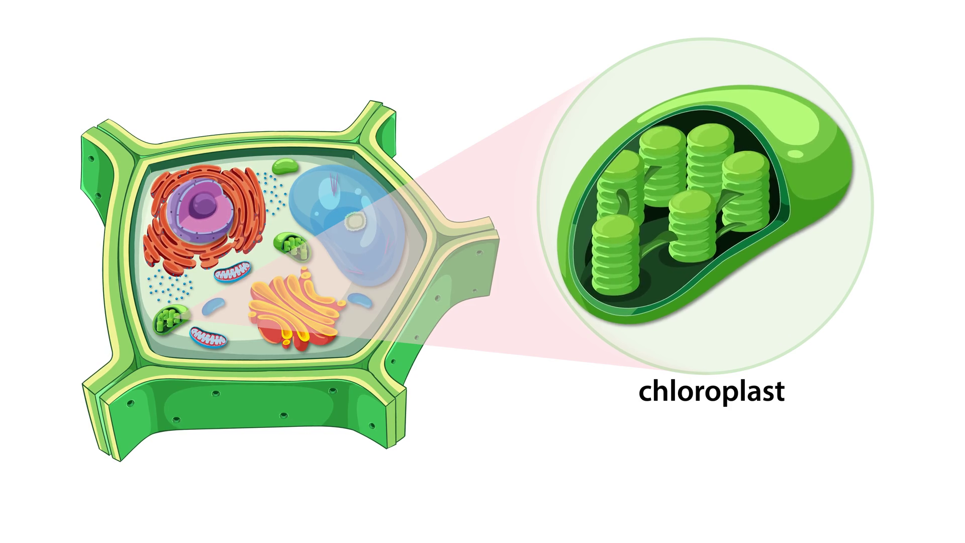 Plant Cell Structure Chloroplast Animation Stock Footage SBV-352516263 ...