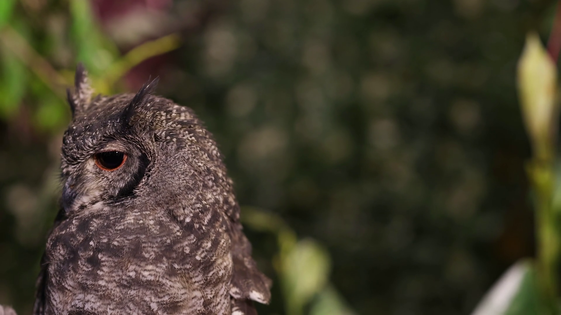 Owl Turning Head In Natural Habitat Stock Footage SBV-352539908 ...