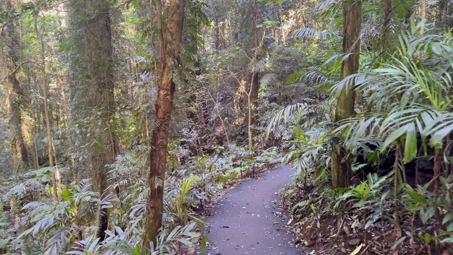 Walking Along Rainforest Pathway In Dorrigo Stock Footage SBV-353067362 ...