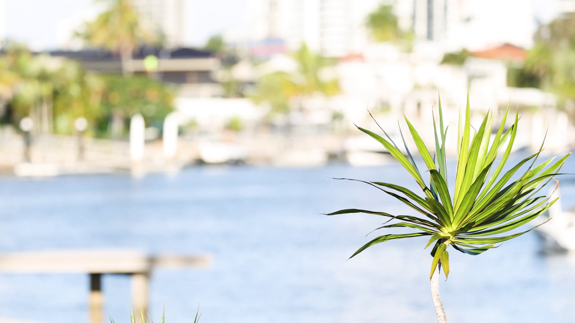 Plant Waterfront In Gold Coast Stock Footage SBV-352825307 - Storyblocks