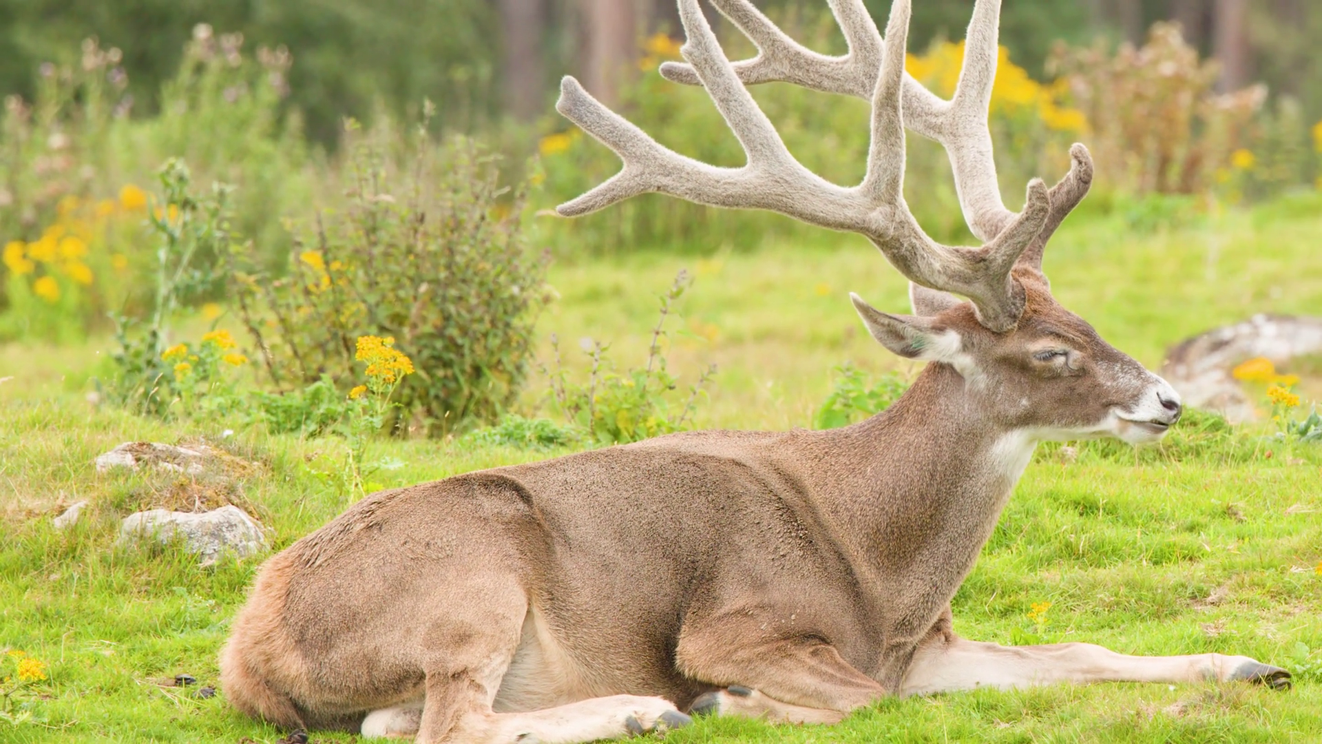 Red Deer Stag Resting In Lush Scottish Stock Footage SBV-353195336 ...