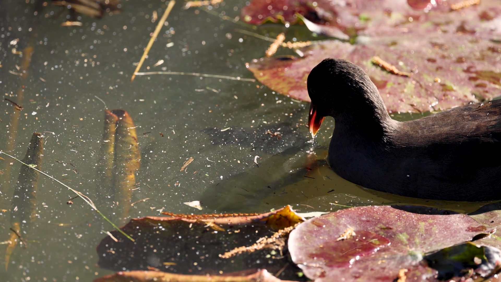 Duck Feeding In Melbourne Zoo Stock Footage SBV-352677910 - Storyblocks