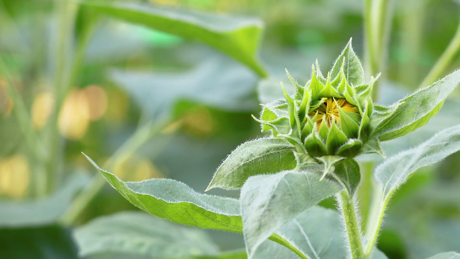 Sunflower Buds In Suan Luang Park Stock Footage SBV-352570925 - Storyblocks