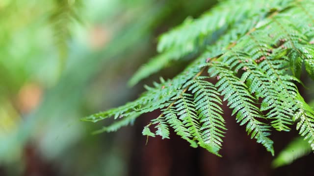 Understory Vegetation Stock Footage: Royalty-Free Video Clips - Storyblocks