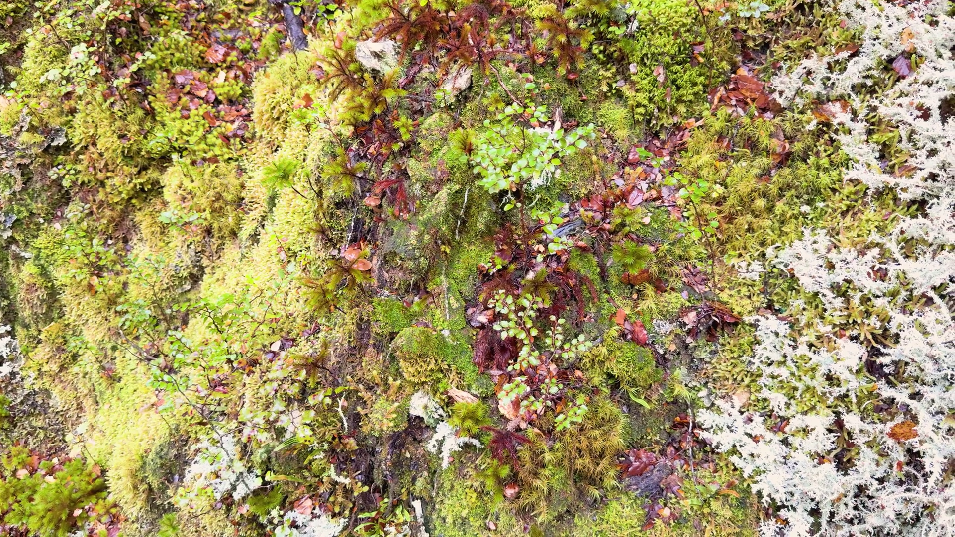 Aerial Glide Over Moss Lichen In New Zealand Stock Footage SBV ...