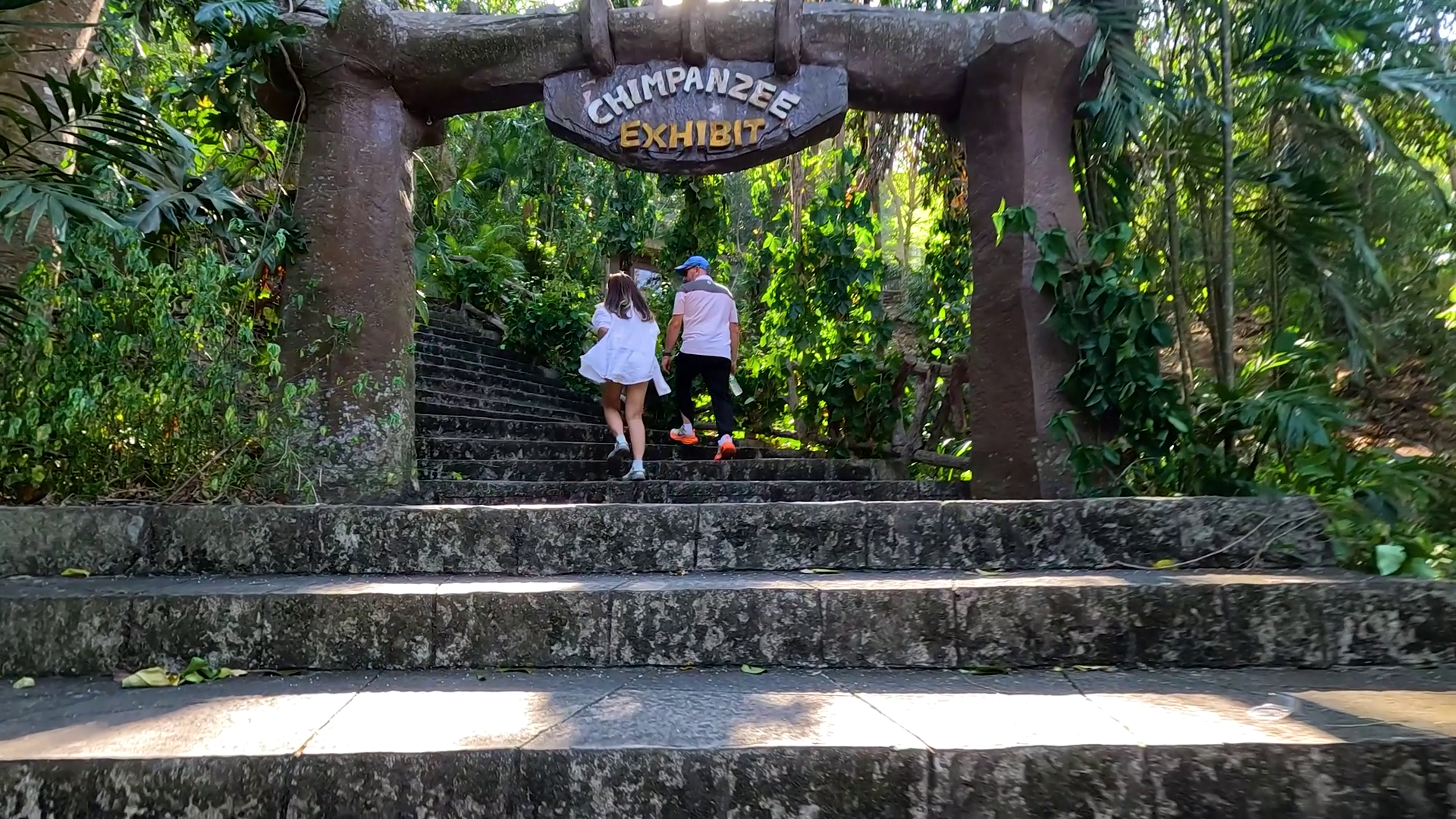 Exploring Chimpanzee Exhibit In Chonburi Stock Footage SBV-352526712 ...