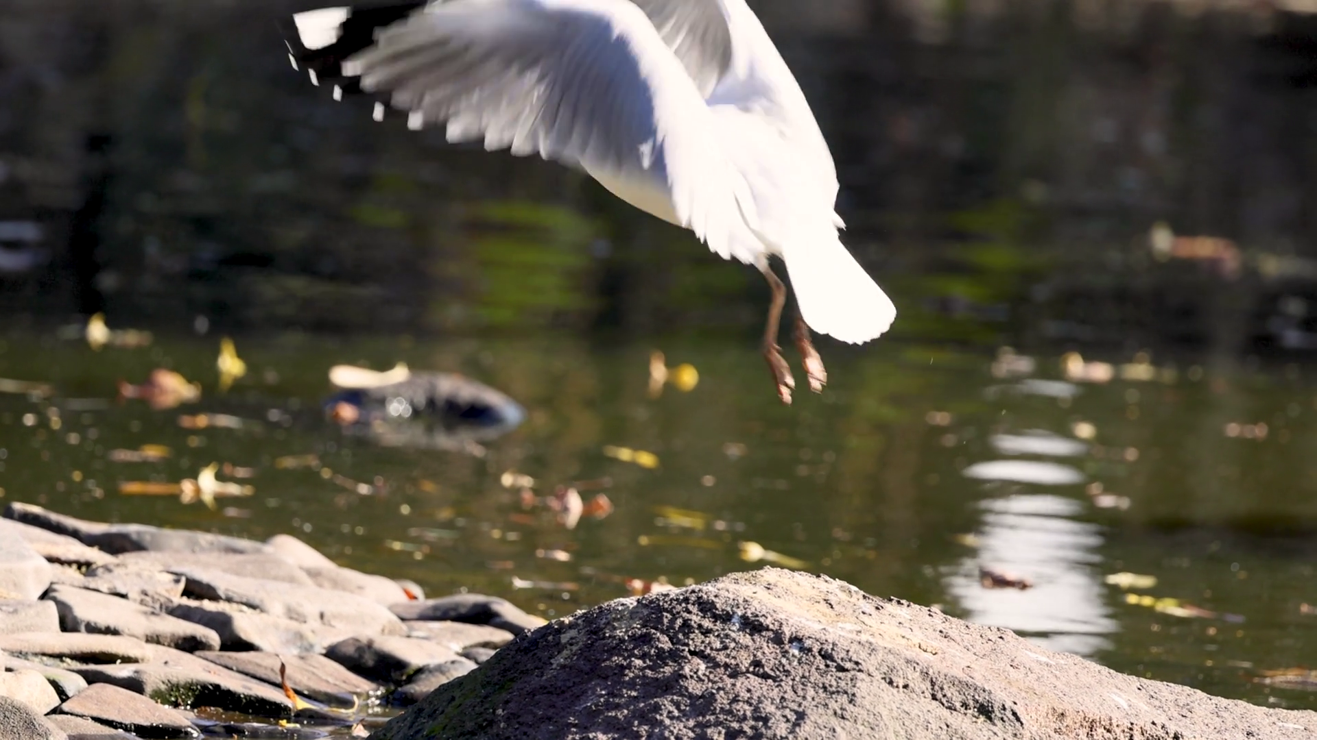 Seagull At Melbourne Zoo Pond Stock Footage SBV-352417858 - Storyblocks