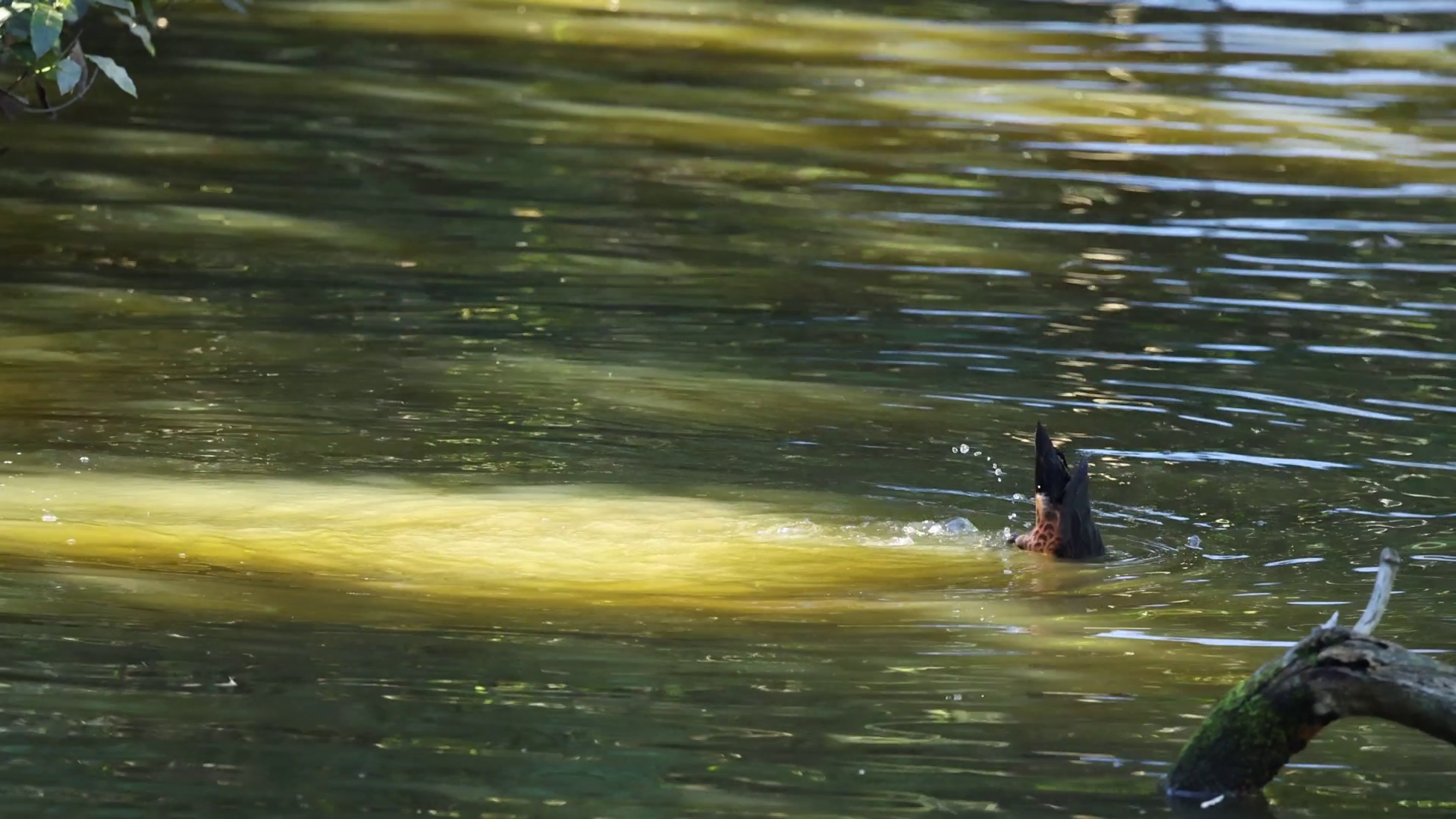 Duck Diving In Melbourne Zoo Stock Footage SBV-352741872 - Storyblocks
