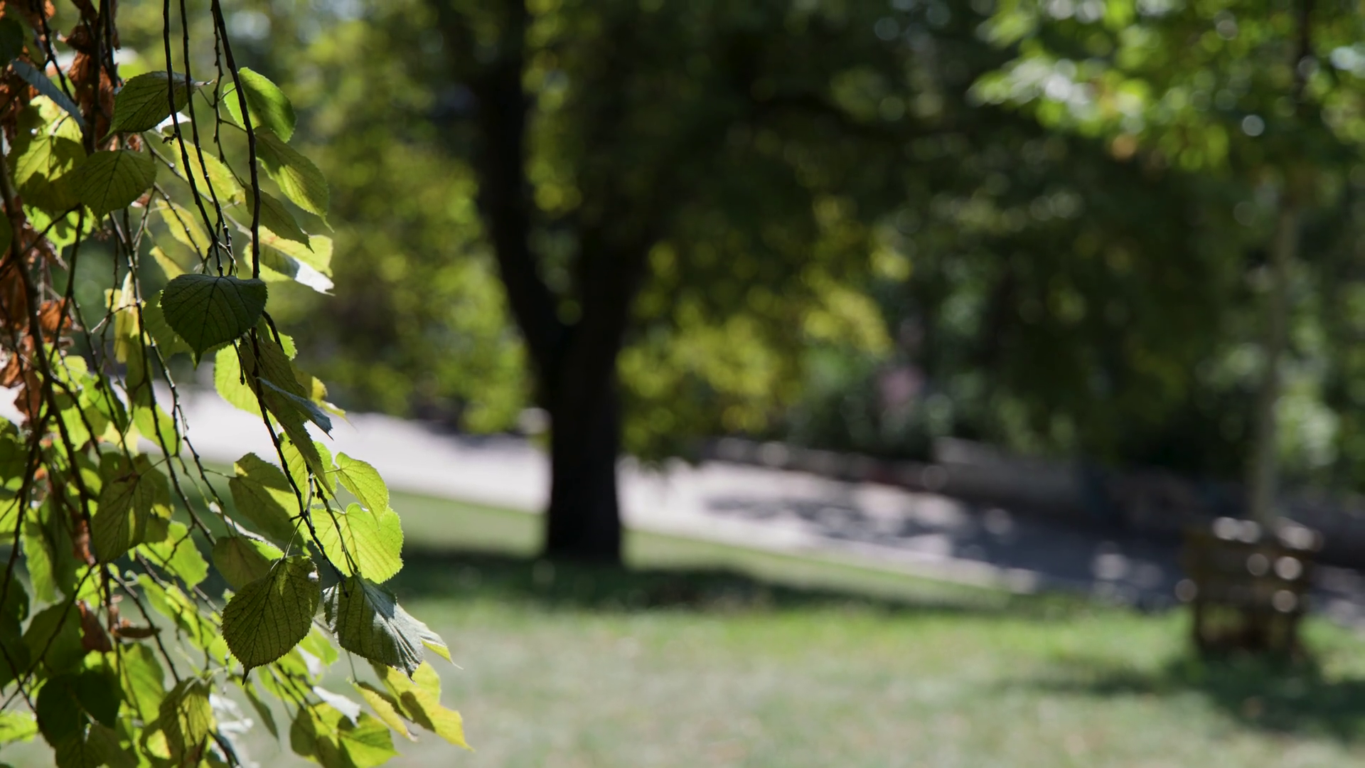Sunlit Tree Branches Swaying In Prague Urban Stock Footage SBV ...