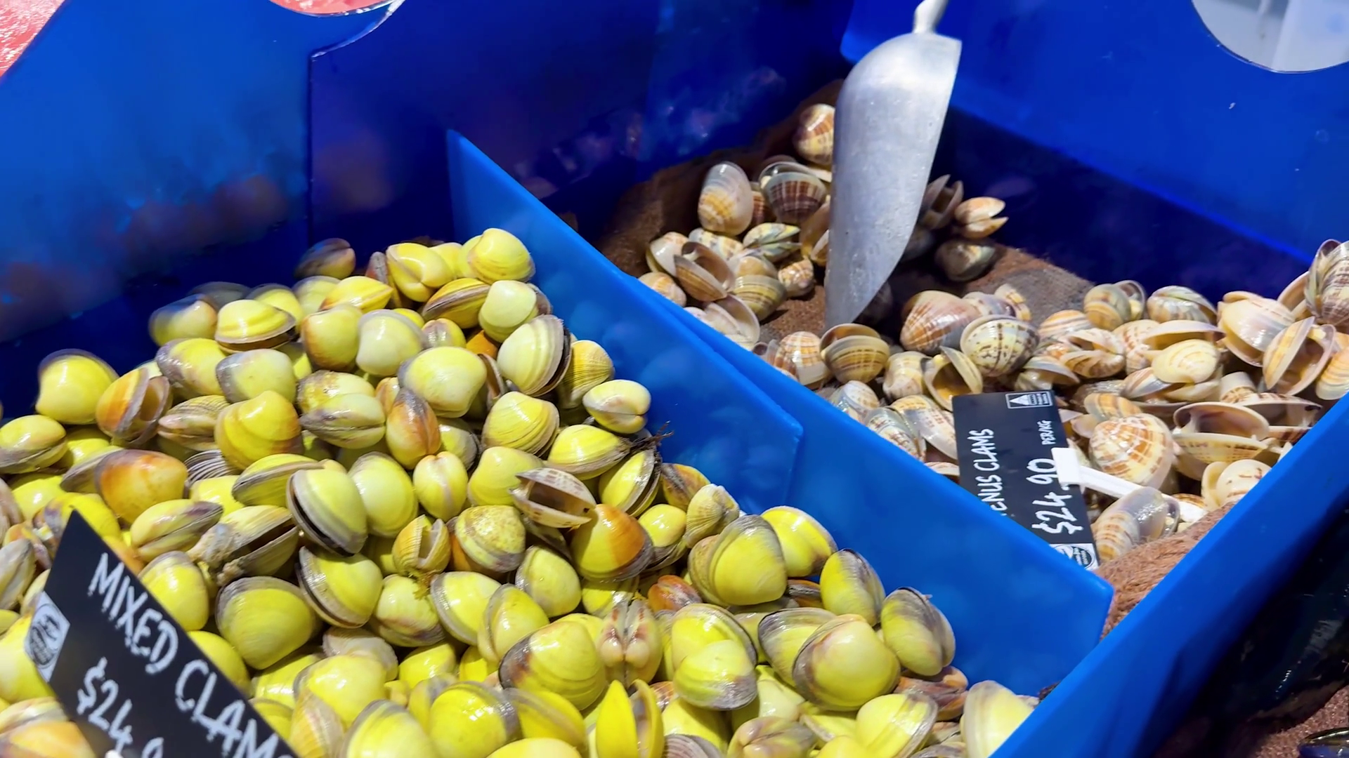 Fresh Clams At Australian Seafood Market Stock Footage SBV-352775515 ...