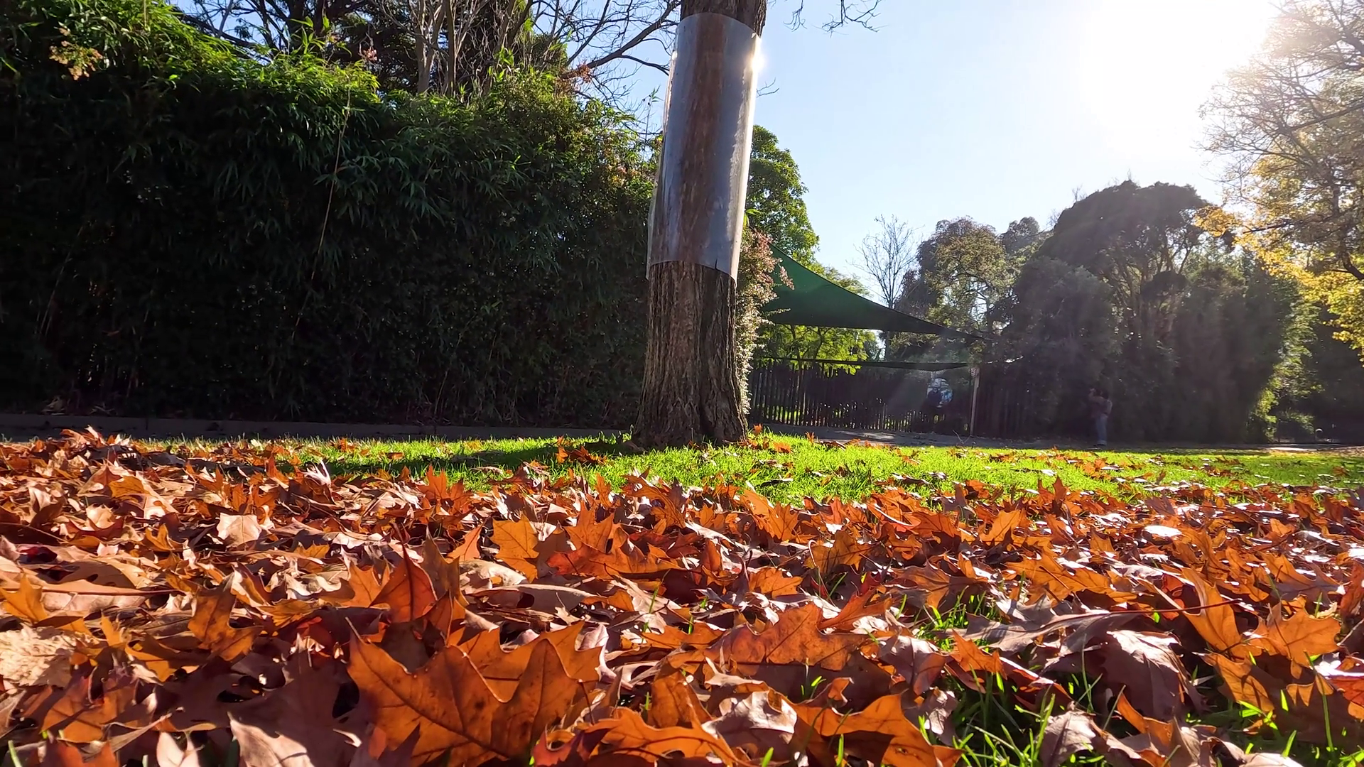 Autumn Leaves At Melbourne Zoo Stock Footage SBV-352685284 - Storyblocks