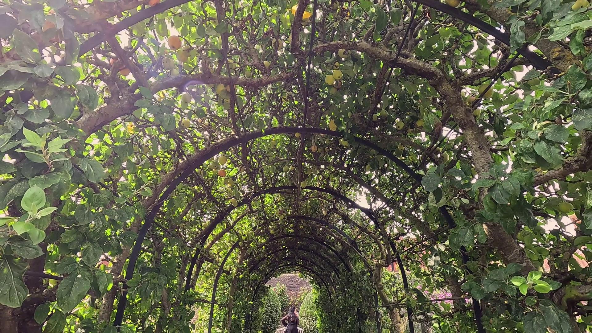 Walk Through Leafy Archway Tunnel Stock Footage SBV-352464703 - Storyblocks