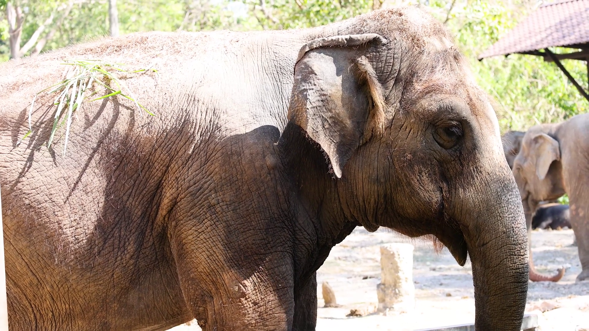 Elephant At Khao Kheow Open Zoo Stock Footage SBV-353005958 - Storyblocks